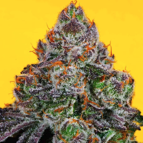 Runtz Mintz Regular Cannabis Seeds by Fidel's Seed Co - Buy Best ...